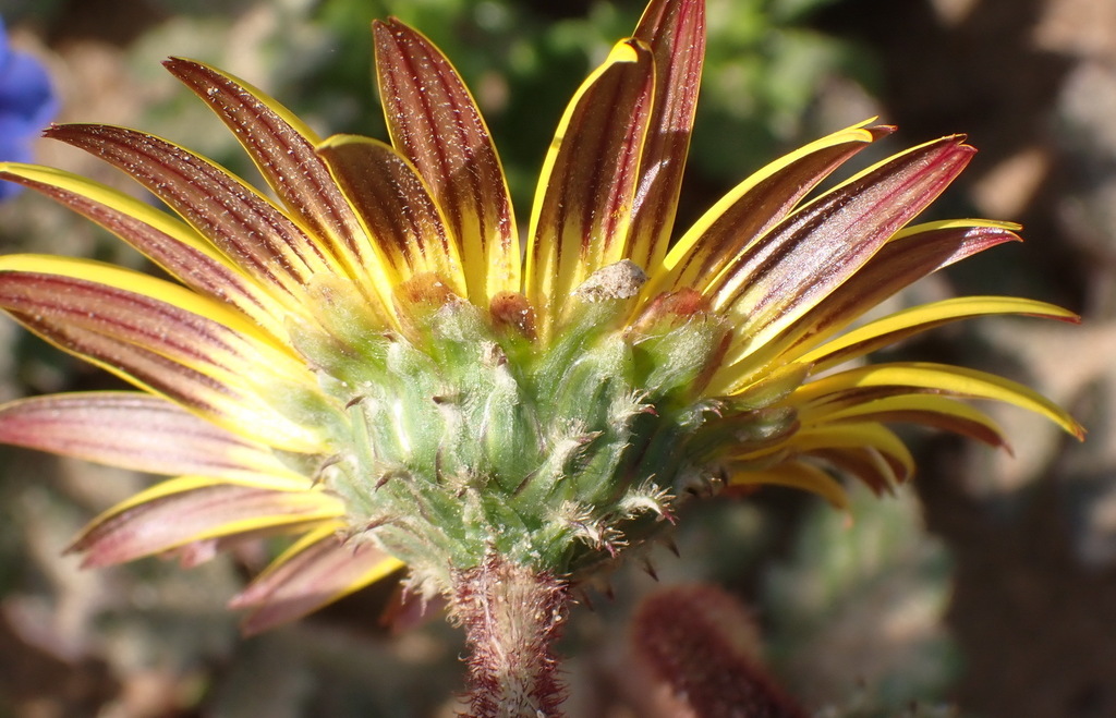 Prostrate Capeweed from Garden Route District Municipality, South ...