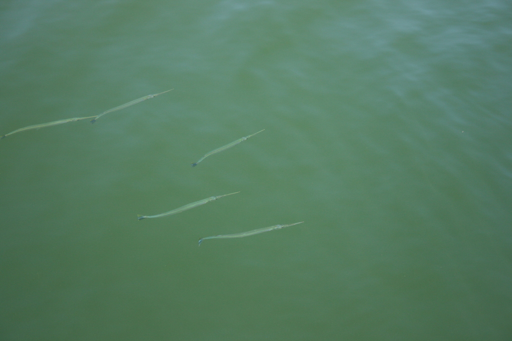 Redfin Needlefish from Harrison County, MS, USA on September 22, 2024 ...