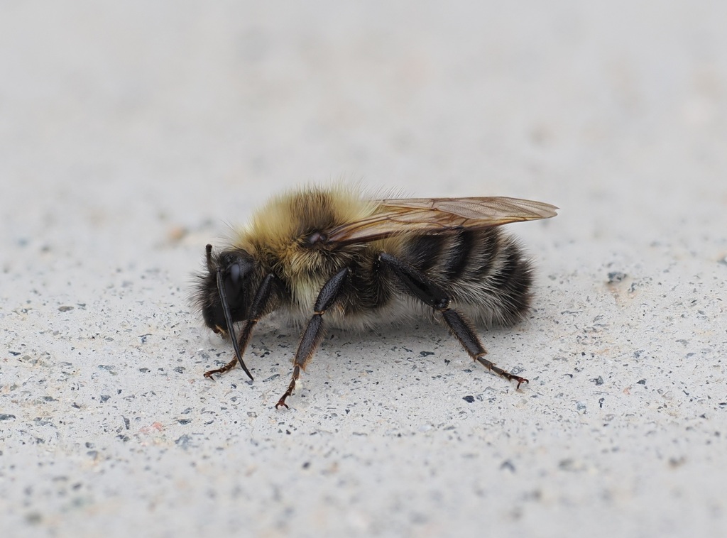 Bumble Bees from Fengning Manchu Autonomous County, Chengde, Hebei ...