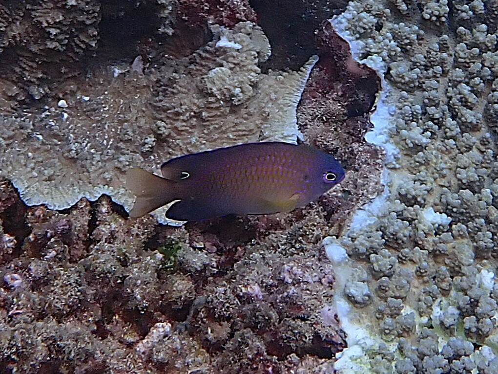 Princess Damsel from Keyhole Reef, South Muiron Island, WA, Australia ...