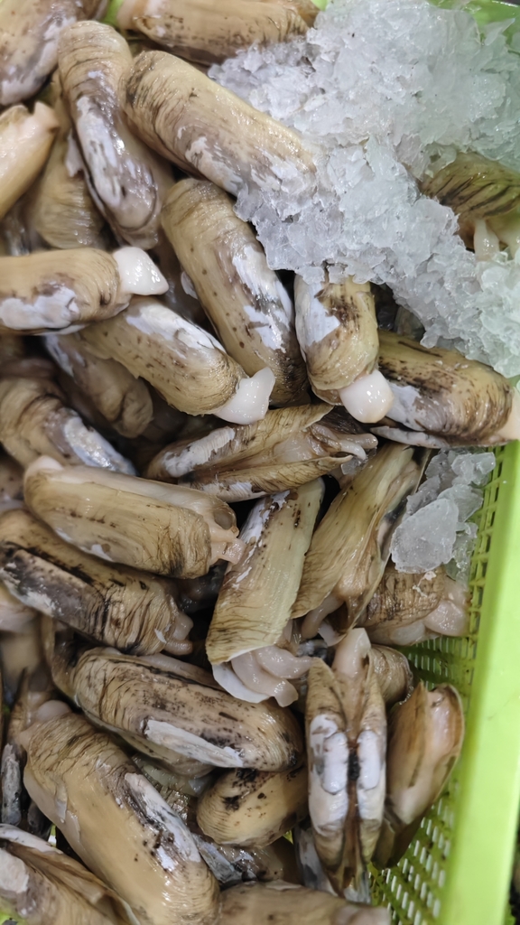 Chinese Razor Clam in September 2024 by 李博恒 · iNaturalist
