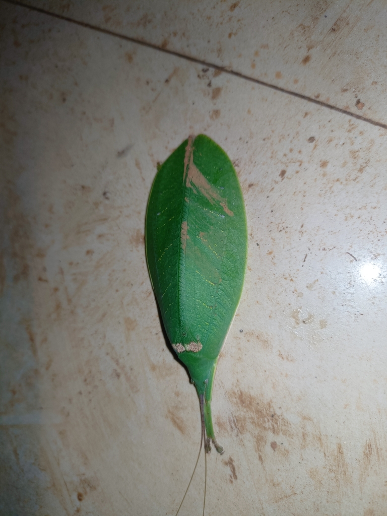 Phyllomimus from Similipal on September 16, 2024 at 07:45 PM by ...