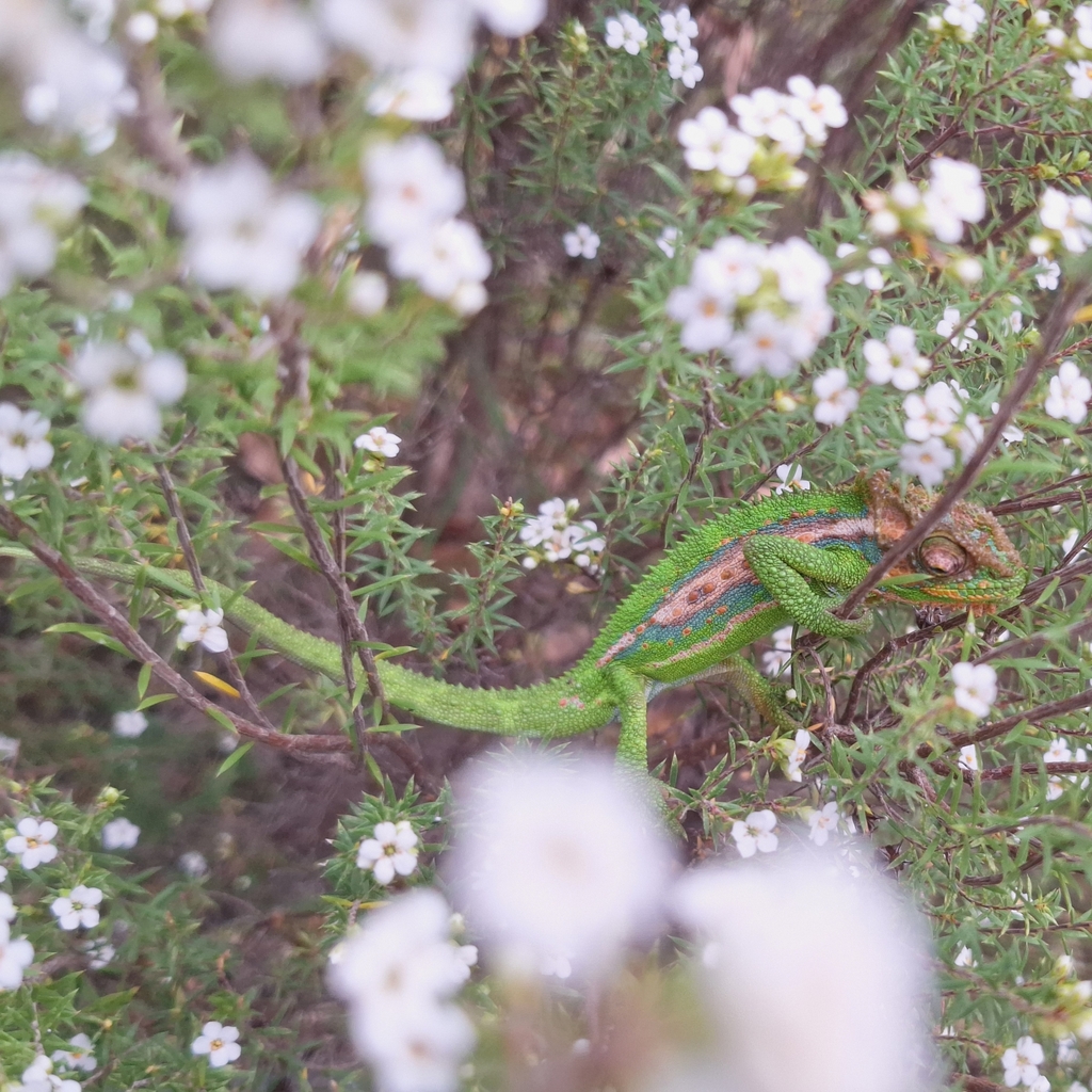 Cape Dwarf Chameleon from Stellenbosch Central, Stellenbosch, South ...