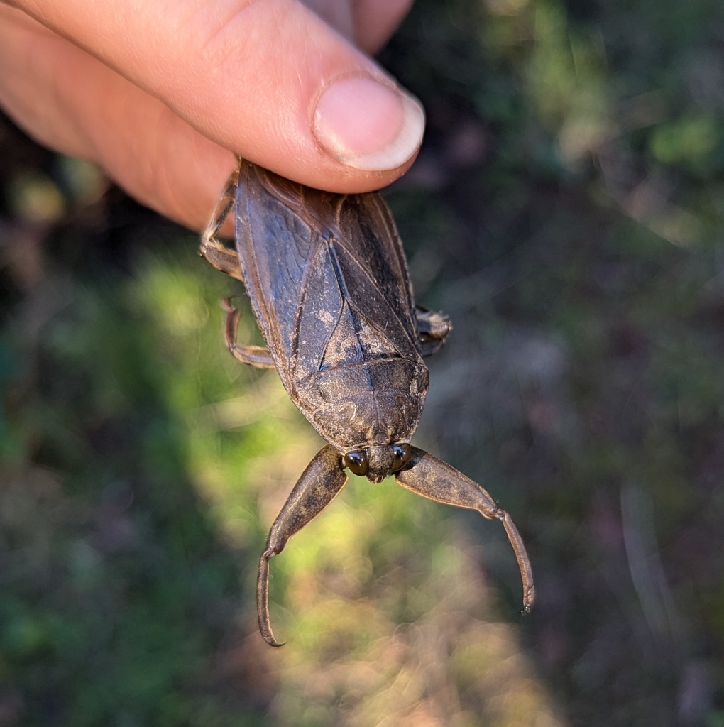 American Giant Water Bug from NB Mt Gardner Rd @ Jones Rd (Flag), Bowen ...