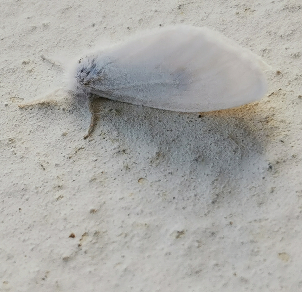 Swan Moth from Imatra, Suomi on September 29, 2024 at 04:50 PM by Bo ...