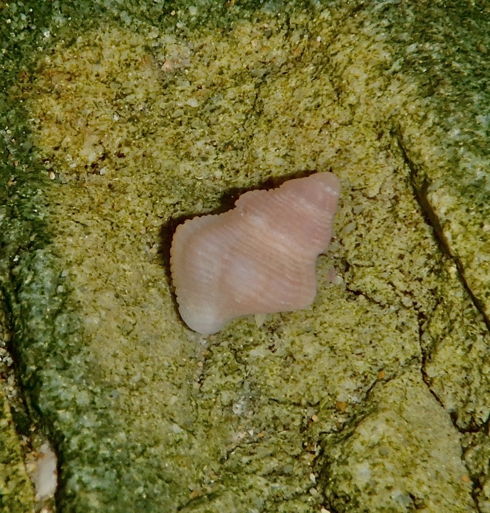 Mipus arbutum from Serenity Bay, Emerald Beach, NSW, AU on September 20 ...