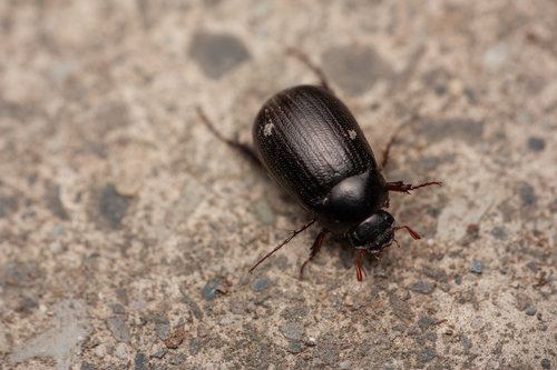 Maladera punctatissima · iNaturalist