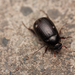 Maladera punctatissima · iNaturalist