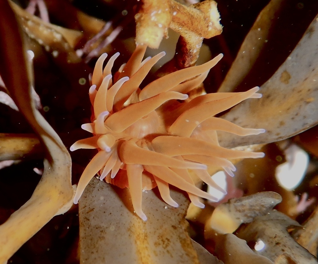 Anemonia mutabilis from Serenity Bay, Emerald Beach, NSW, AU on ...