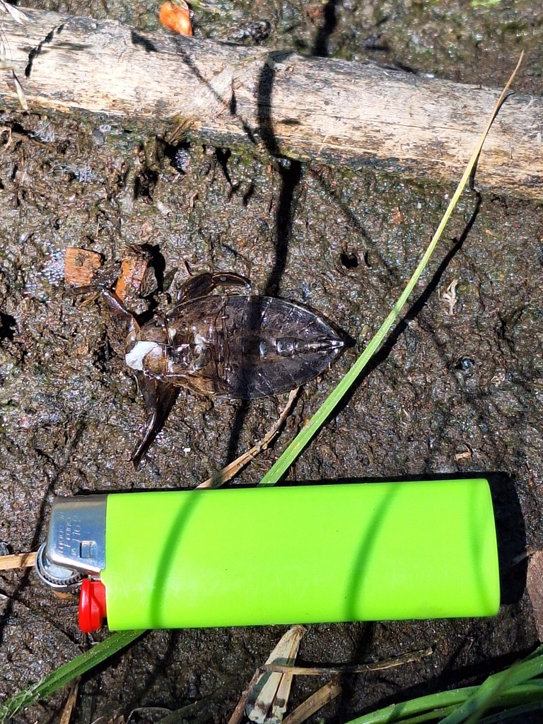 American Giant Water Bug from Klamath County, OR, USA on August 10 ...