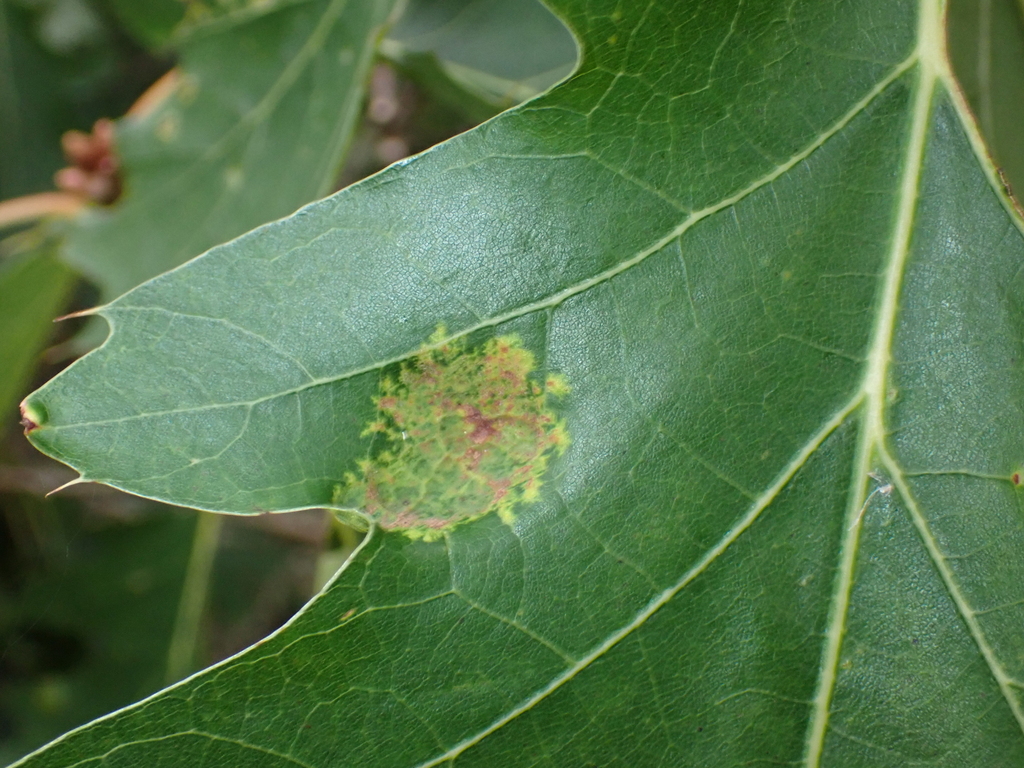 Oak Leaf Blister from County Durham, UK on September 29, 2024 at 04:06 ...