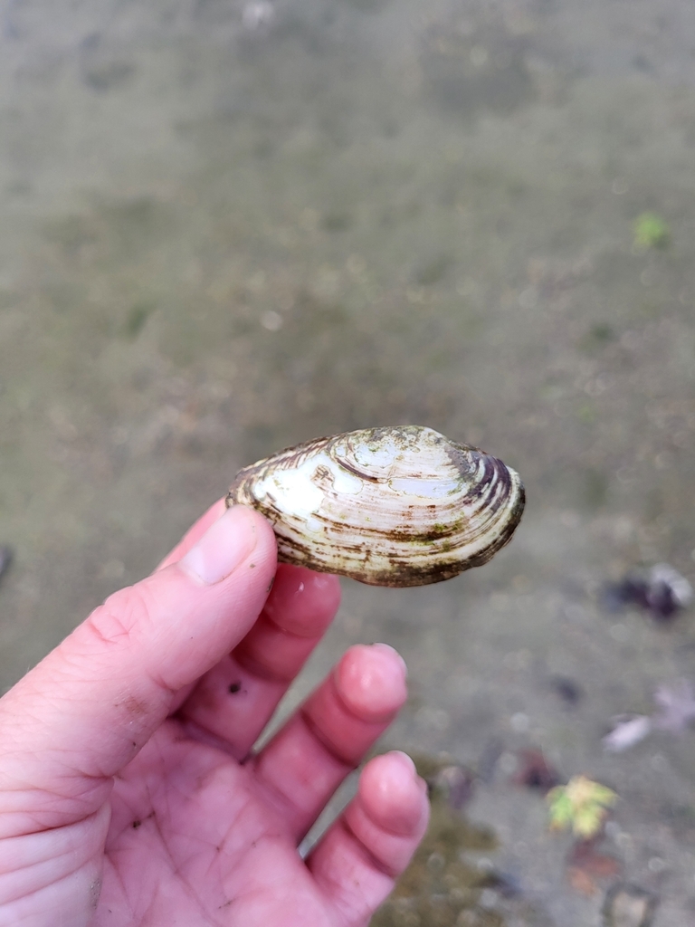 Kidneyshell in September 2024 by Grace Schumacher · iNaturalist