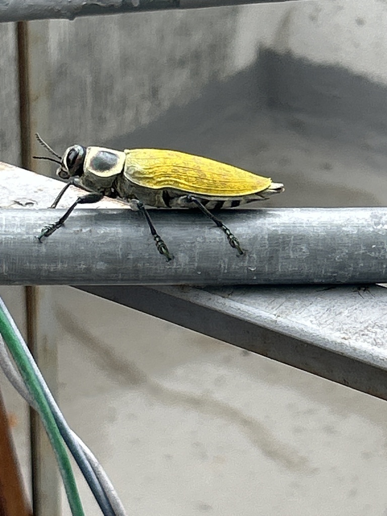 Ceiba Borer from Calle 51, Barrancabermeja, Santander, CO on September ...