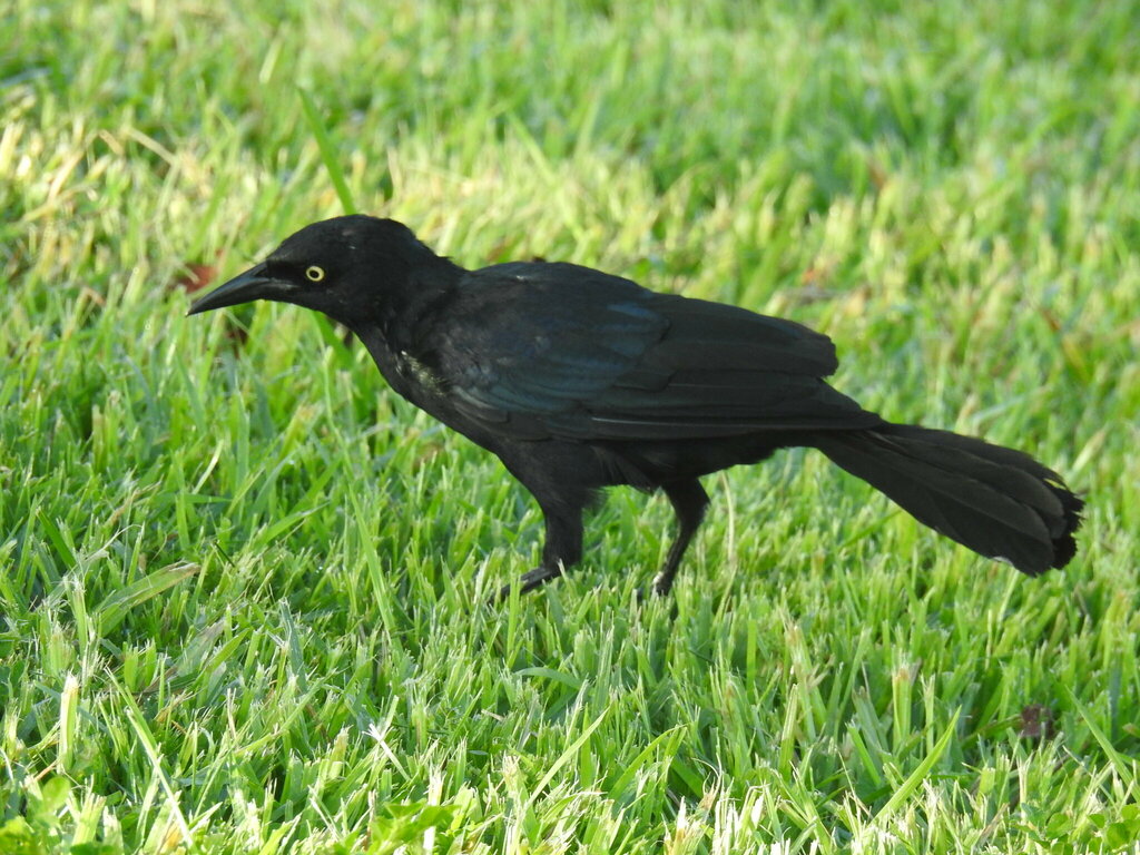 Greater Antillean Grackle from Santurce, San Juan, Puerto Rico on ...