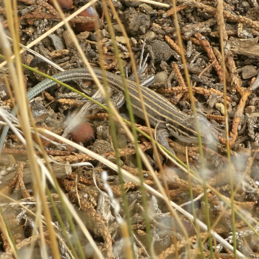 Plateau Striped Whiptail from Mancos, CO 81328, USA on September 29 ...