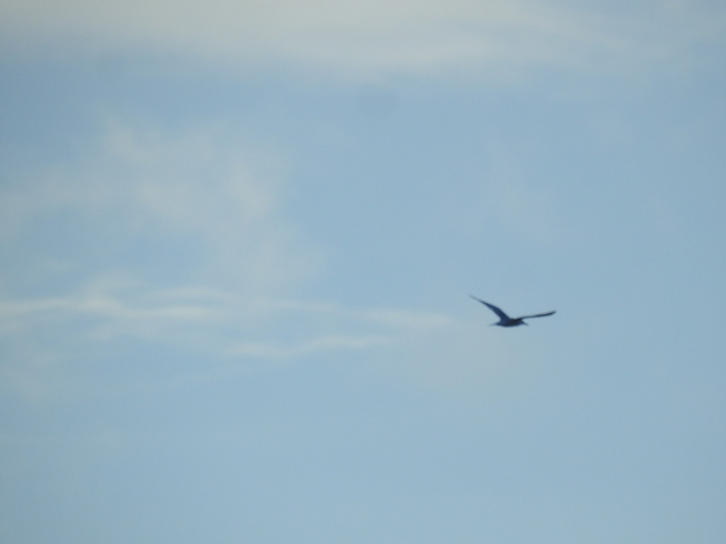 True Terns from Miramar, San Juan, 00907, Puerto Rico on September 28 ...