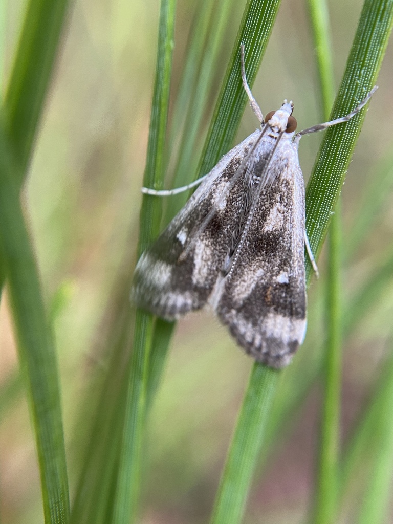 Polymorphic Pondweed Moth in September 2024 by David LaMagna · iNaturalist
