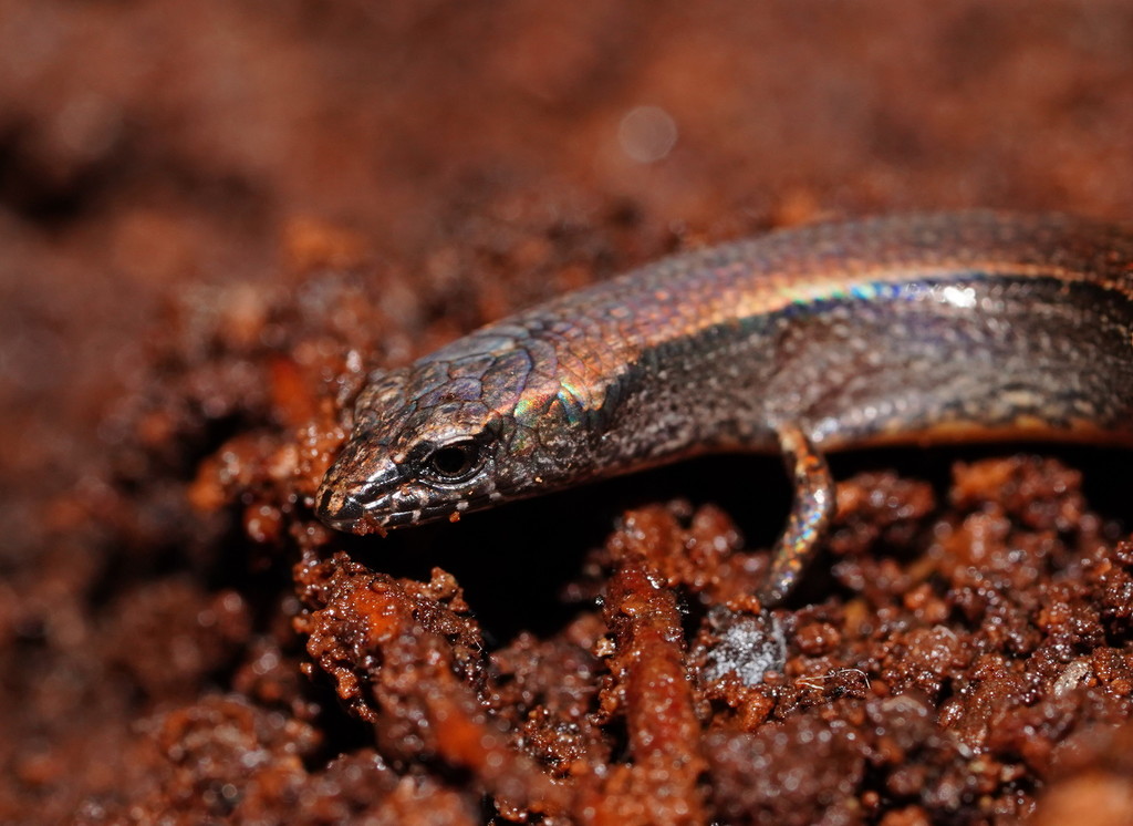 McCoy's Skink from Nadgee NSW 2551, Australia on June 28, 2019 at 07:49 ...