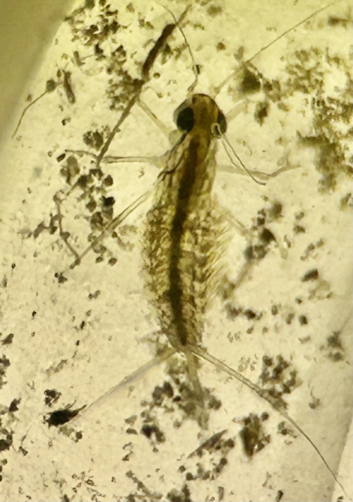 Small Mayflies from E.G. Sewell Park, Miami, FL, US on September 28 ...