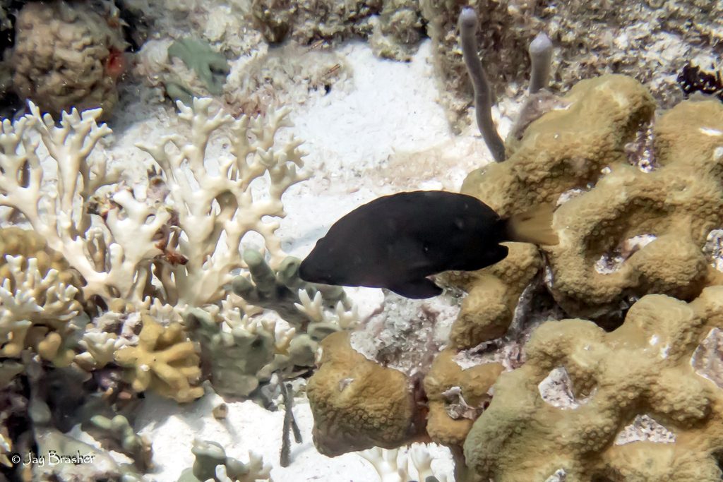 Yellowtail Hamlet from Bonaire, Jeff Davis Reef, Caribbean Netherlands ...