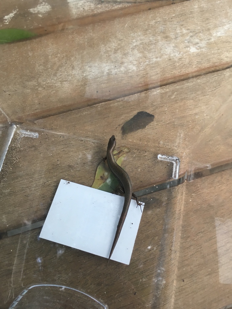 Skinks in July 2019 by rtgiddson. Likes damp, dark places for cover ...