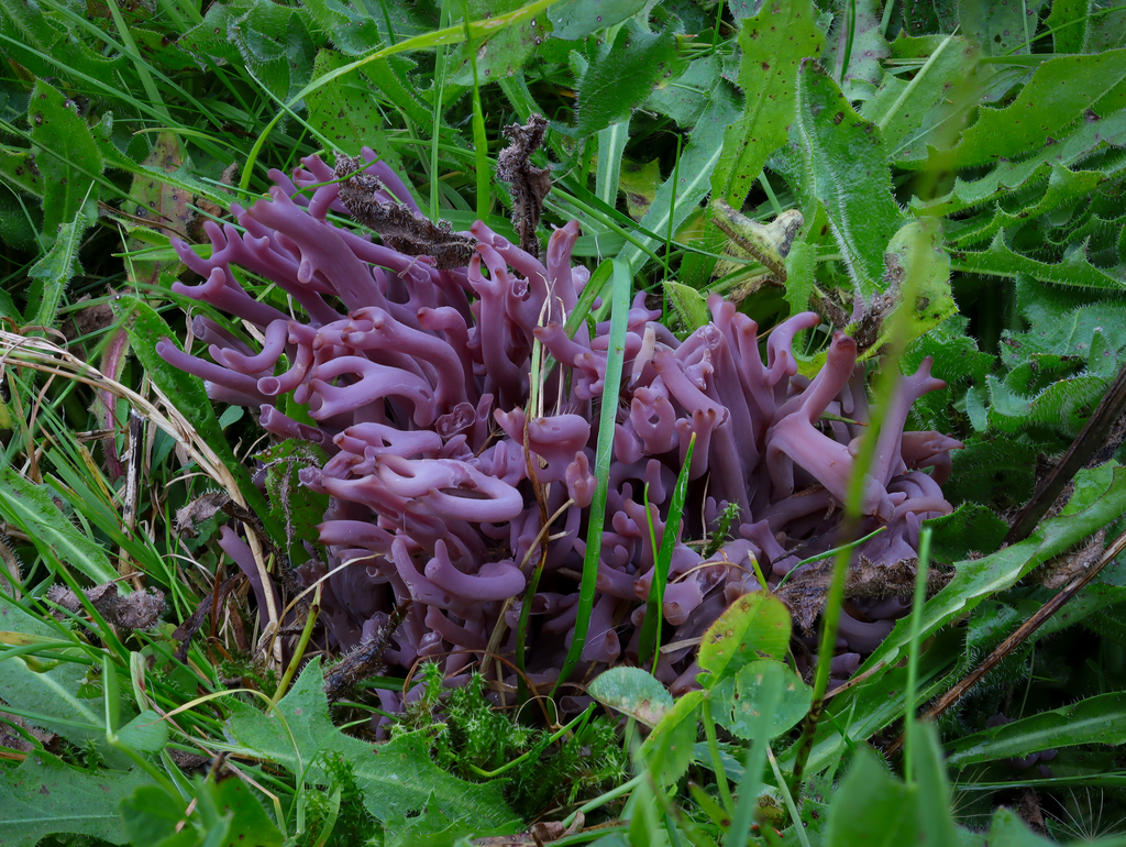 violet coral fungus from Ceredigion, UK on September 29, 2024 at 12:11 ...