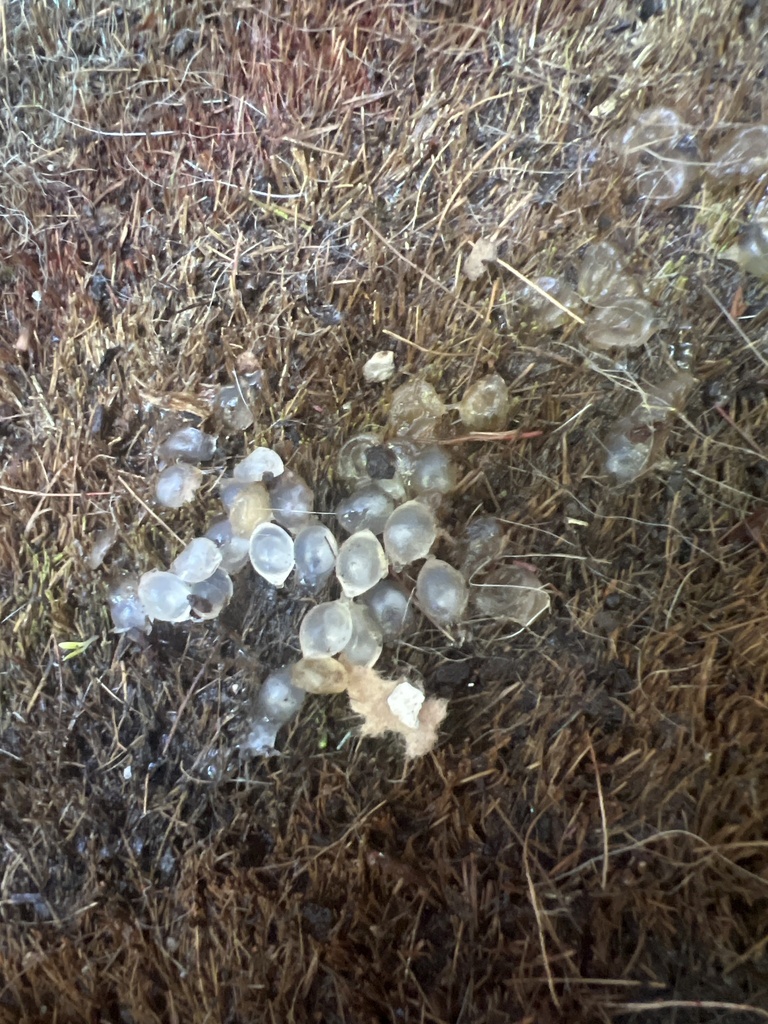 Common Land Snails and Slugs from SE Division St, Portland, OR, US on ...