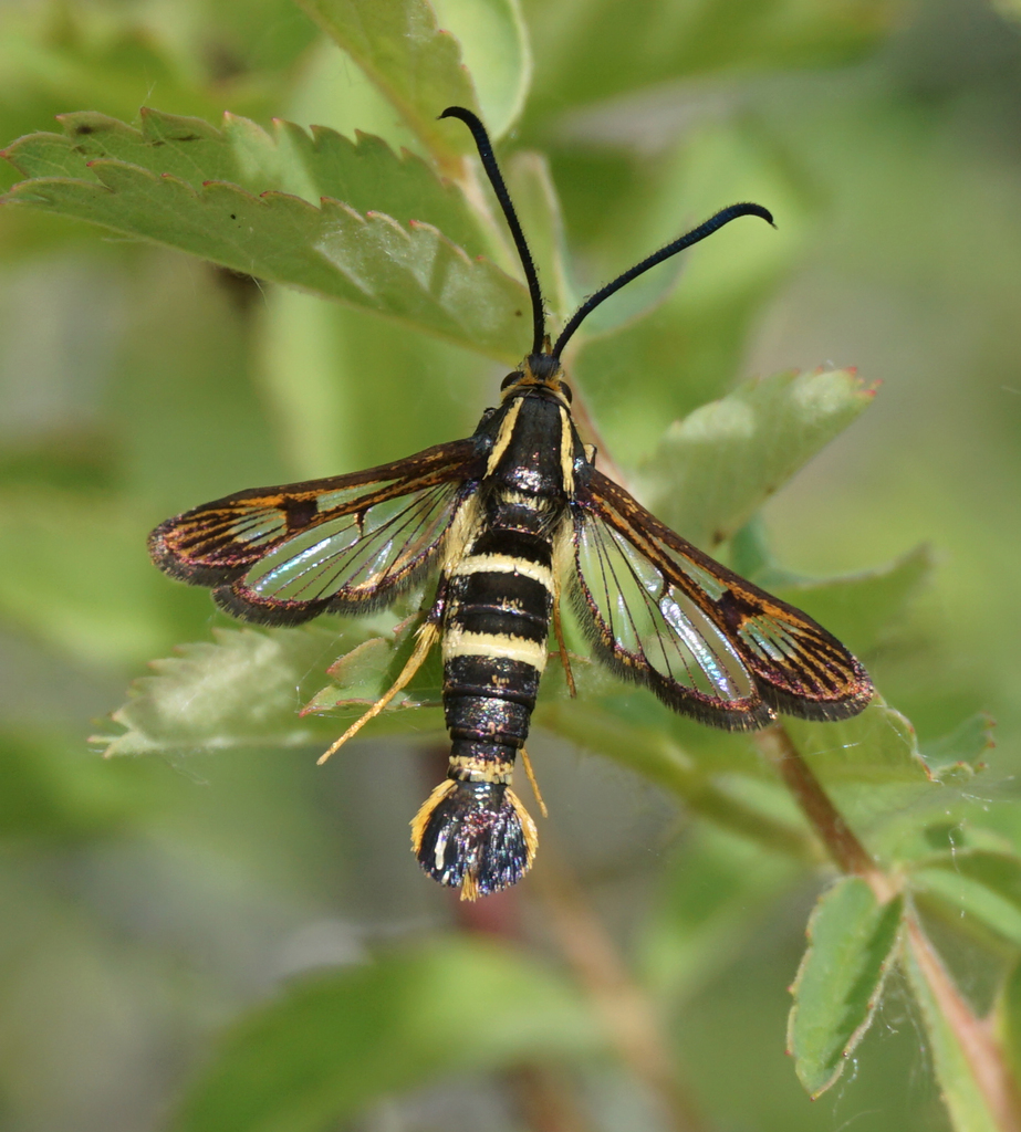 Strawberry Crown Moth (Misc. Moths of the United States Pt.1) · iNaturalist