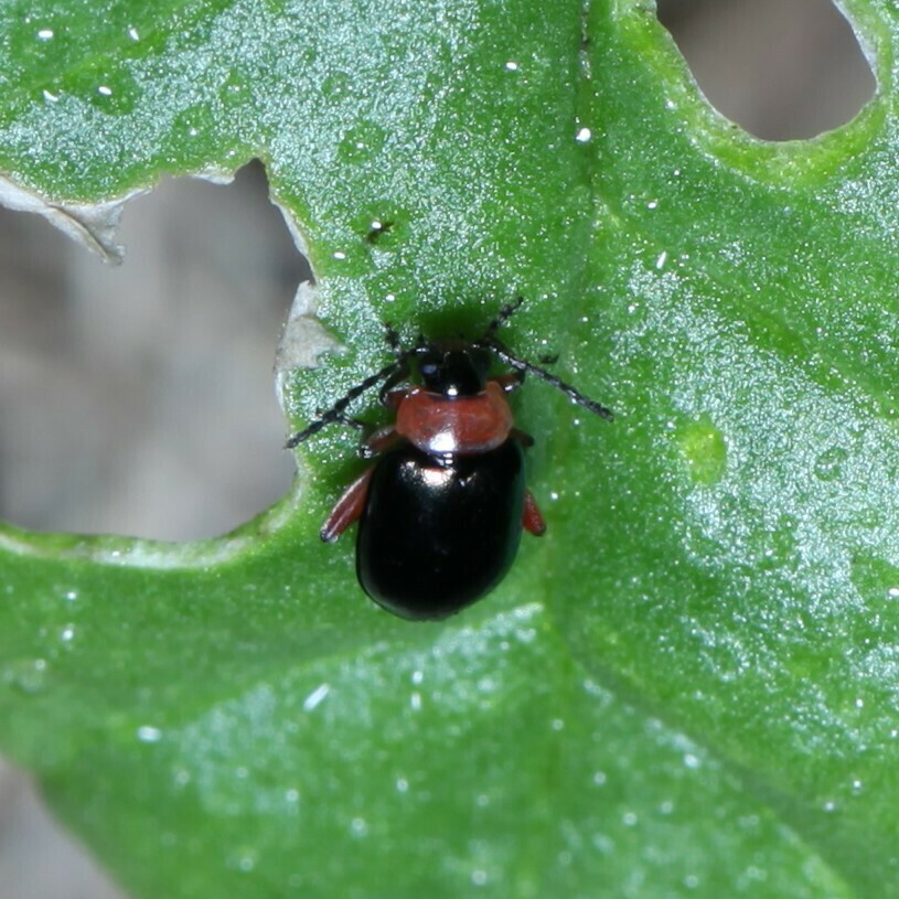 Spinach Flea Beetle from Fitzgerald Rd, Burdett, NY 14818, USA on ...