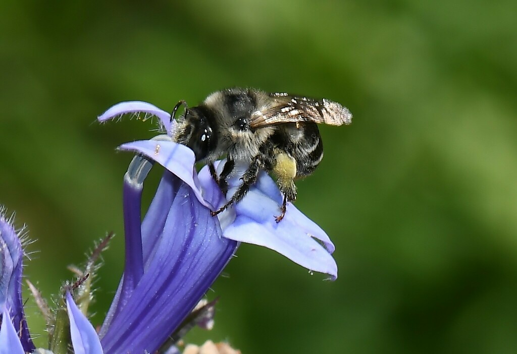 Orange-tipped Wood-digger from Willowdale on September 13, 2024 at 05: ...