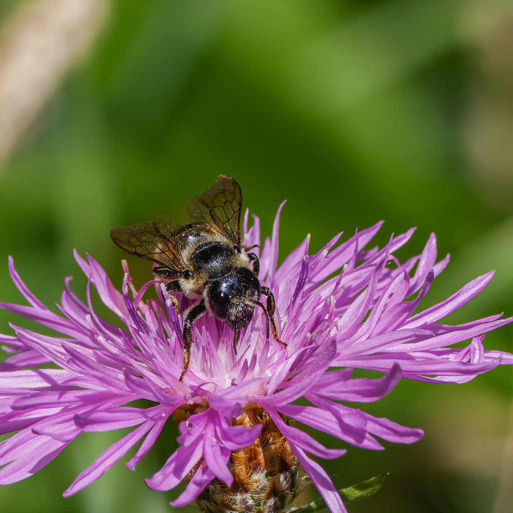 Unarmed Leafcutter Bee from Luther Marsh and perimeter roads on ...