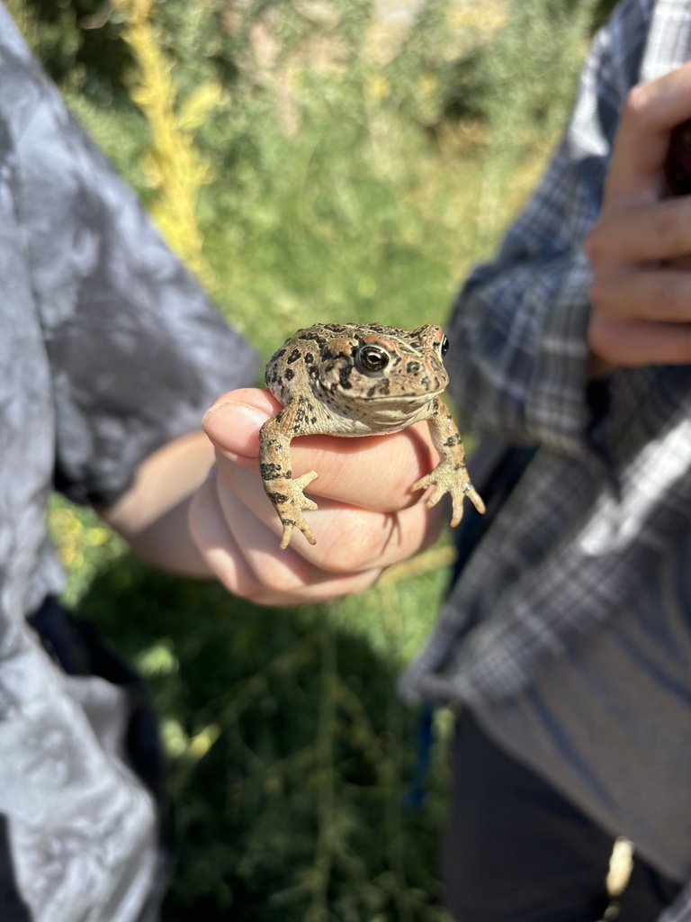 Western Toad from Hidden Valley Regional Park, Reno, NV, US on ...