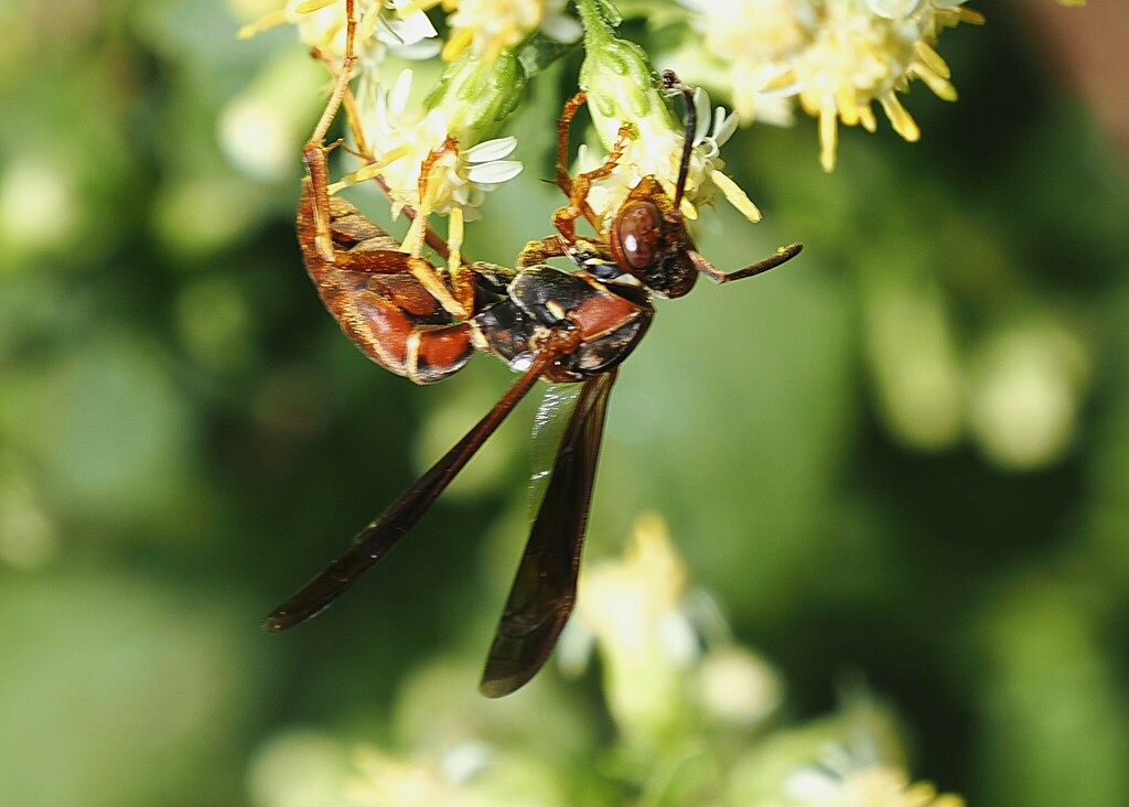 Northern Paper Wasp from Fort Washington, MD, USA on September 21, 2024 ...