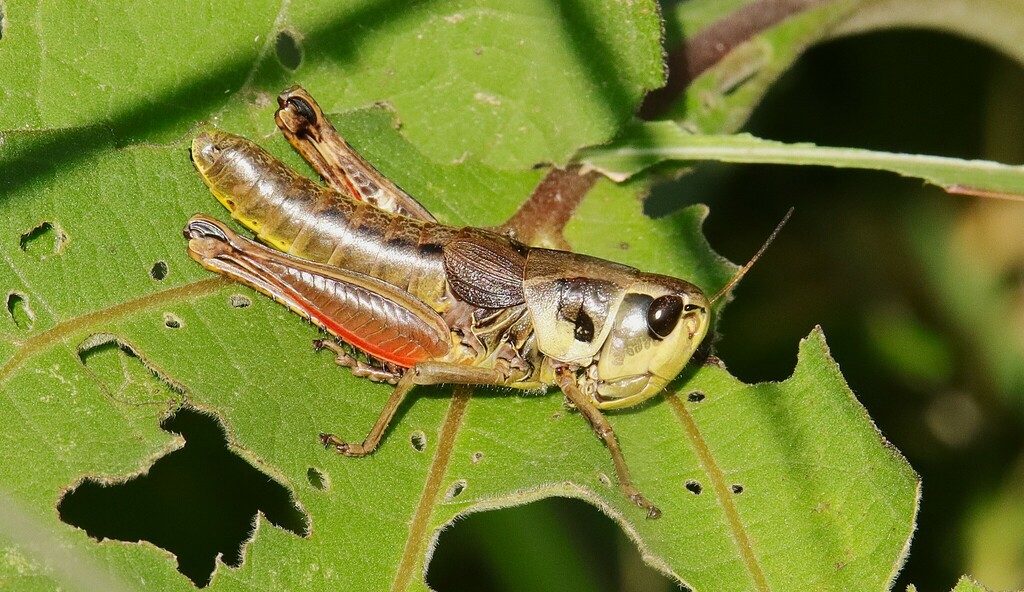 Boopedon diabolicum from Tlajomulco de Zúñiga, Jal., México on ...