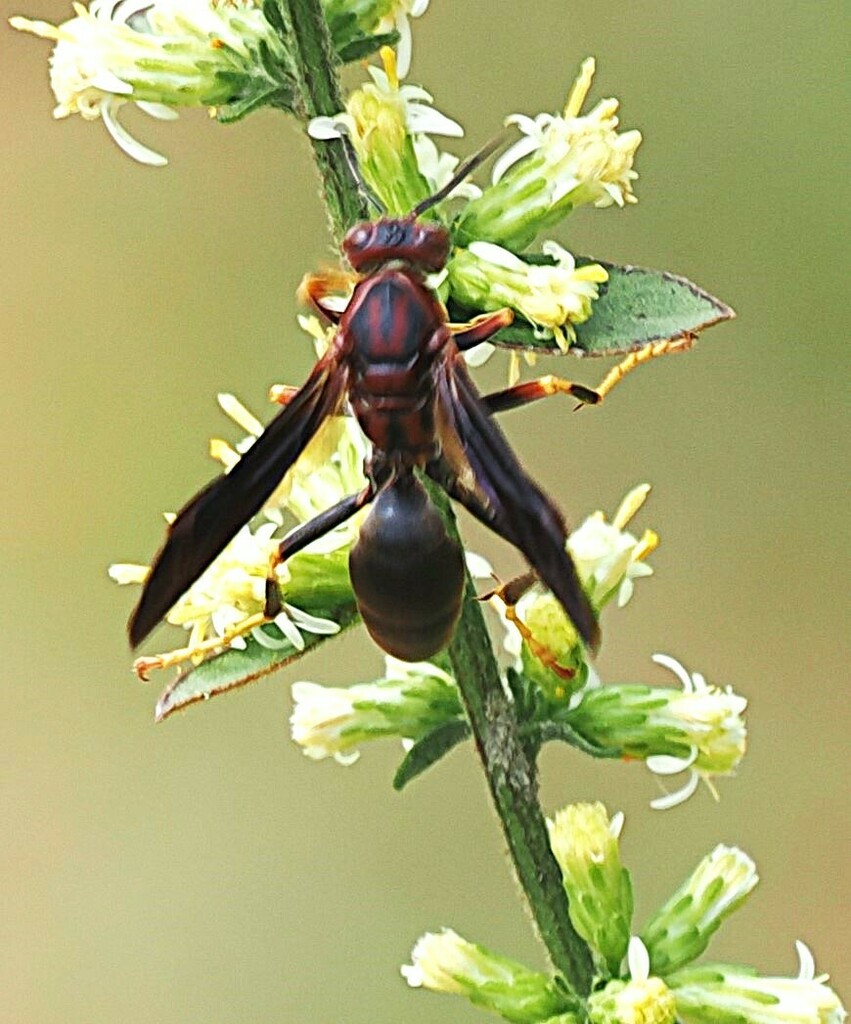 Metric Paper Wasp from Fort Washington, MD, USA on September 21, 2024 ...