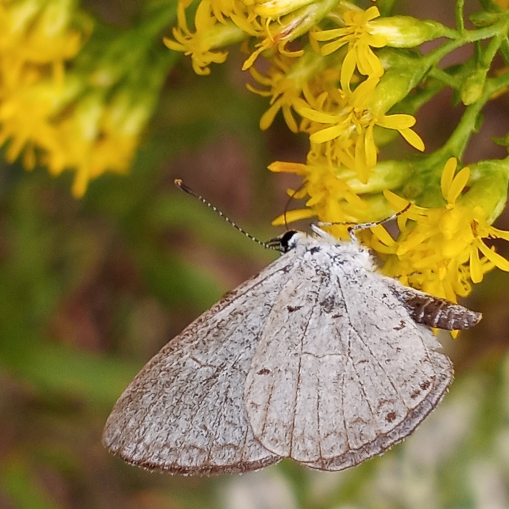 Summer Azure from Tilghman Island, MD, USA on September 29, 2024 at 04: ...