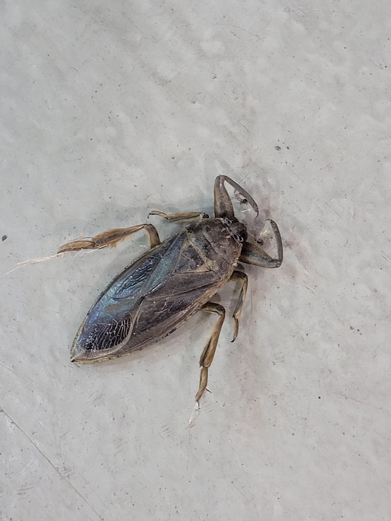 American Giant Water Bug from Winnipeg, MB R3H 0S5, Canada on September ...