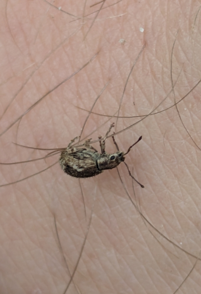 Peach Root Weevil from Grandview, OH 45002, USA on September 29, 2024 ...