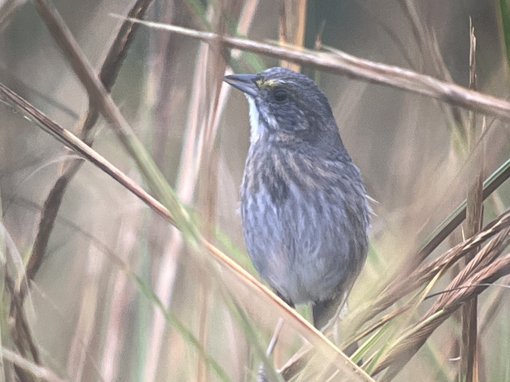 Seaside Sparrow from Shell Pile, Wildwood, NJ, US on September 29, 2024 ...