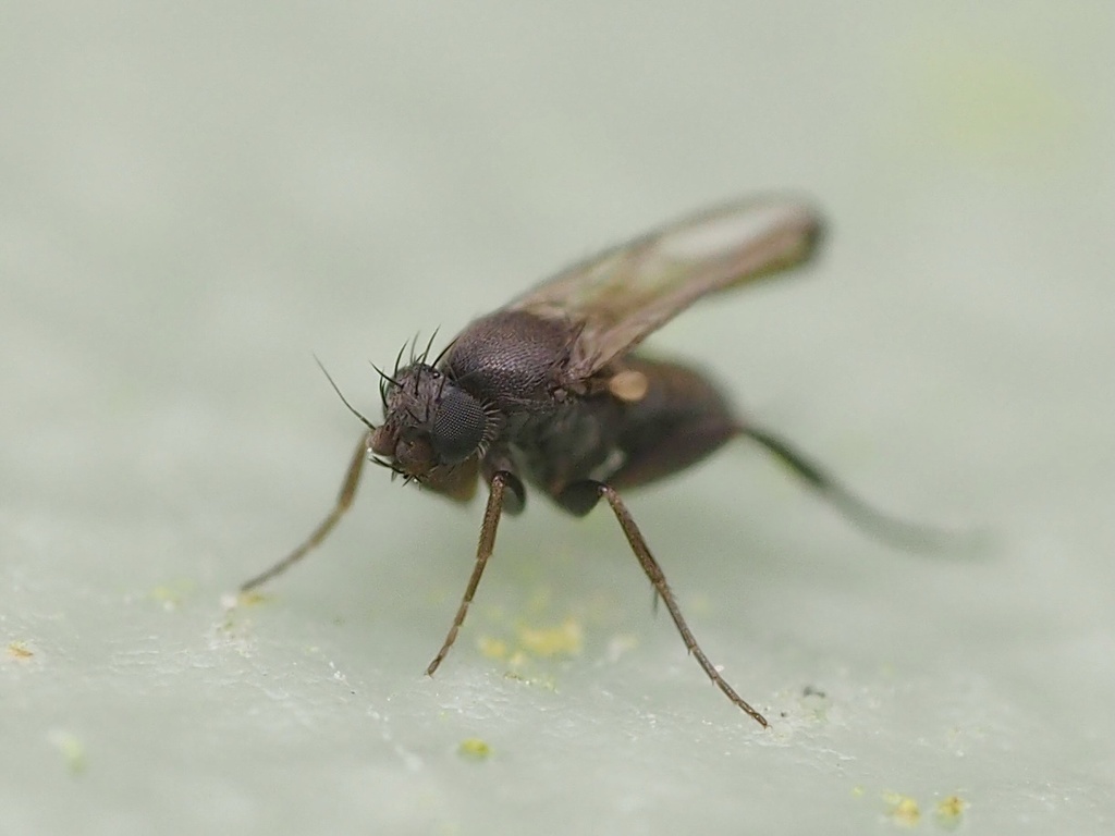 Flies from North Island / Te Ika-a-Māui, Ruawai, Northland, NZ on ...