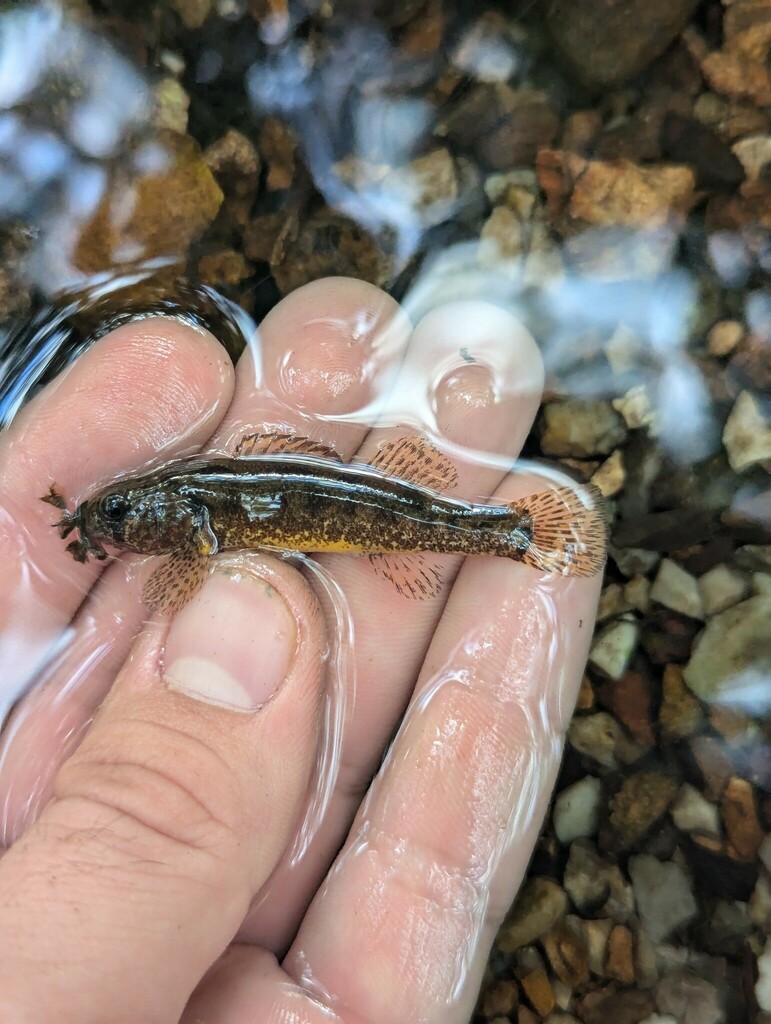 Arkansas Darter in September 2024 by warmouthkee · iNaturalist