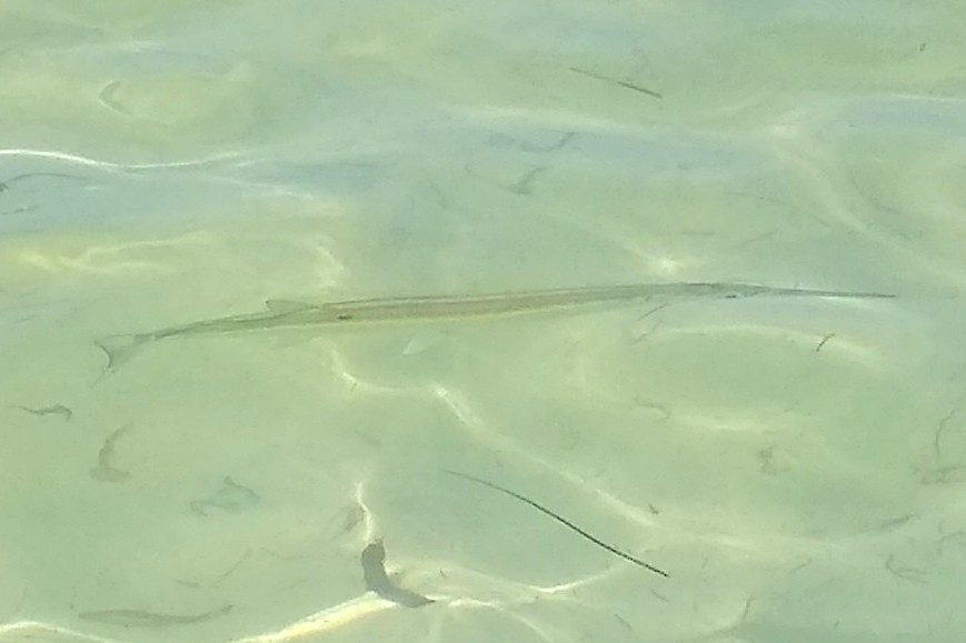 Atlantic Needlefish from 65VW+44, 77420 Punta Sam, Q.R., Mexico on ...