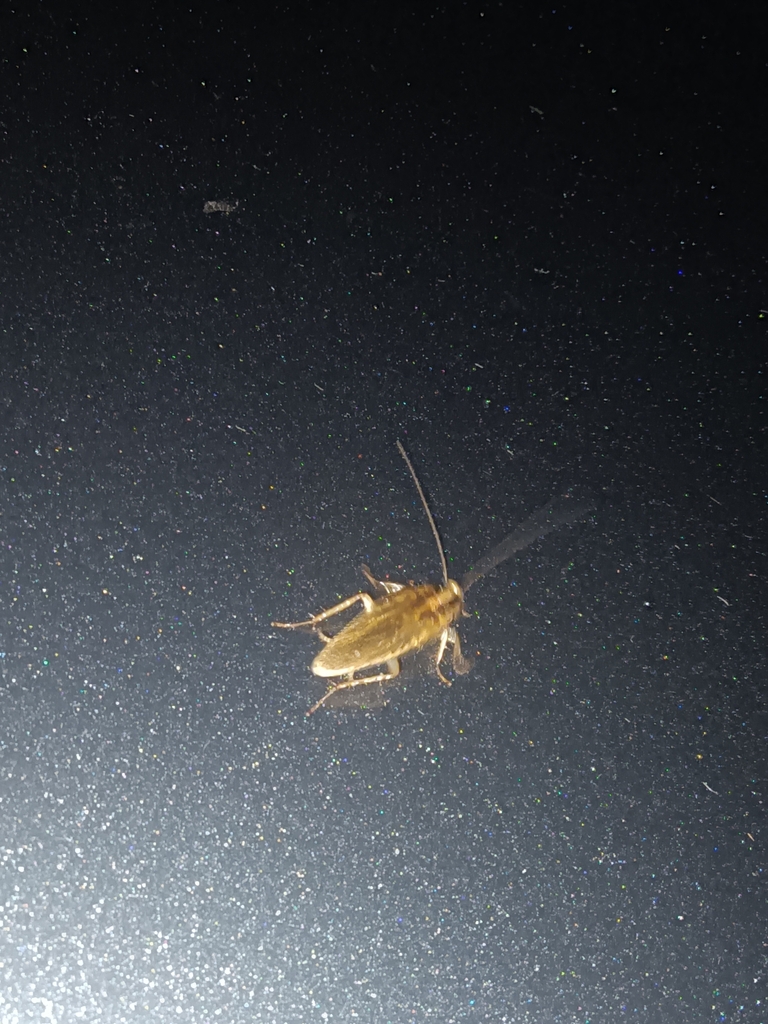 Asian Cockroach from Valley Grande, AL 36701, USA on September 29, 2024 ...