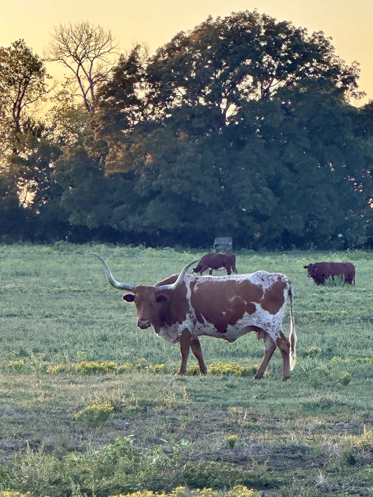 Domestic Cattle from County Road 1061, Greenville, TX, US on September ...
