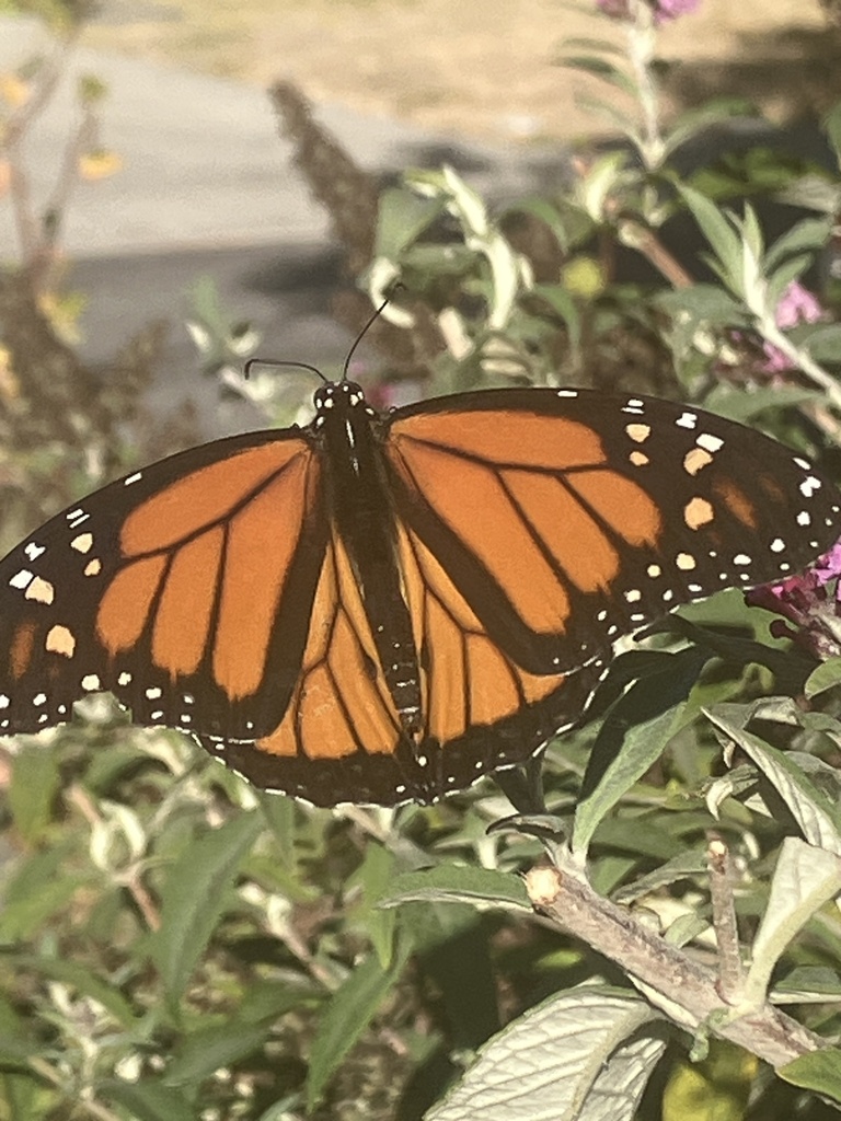 Monarch in September 2024 by seaslugin. Later afternoon nectaring and ...