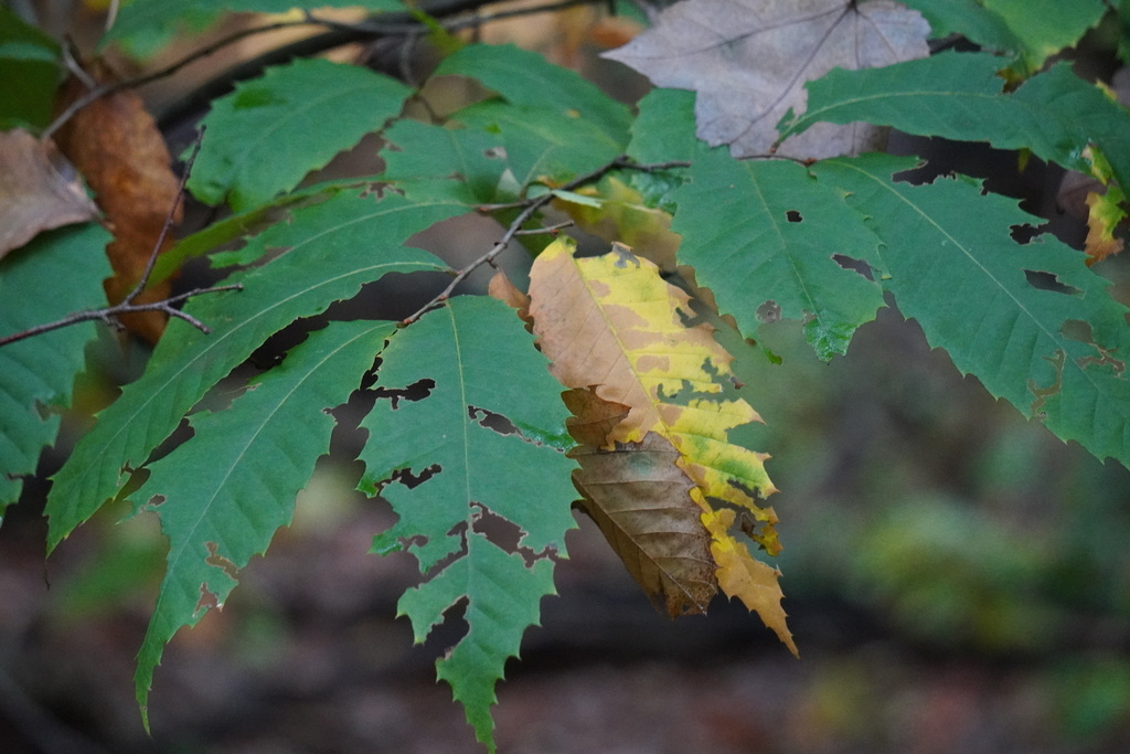 Insects from North Brunswick Township, NJ, USA on September 29, 2024 at ...