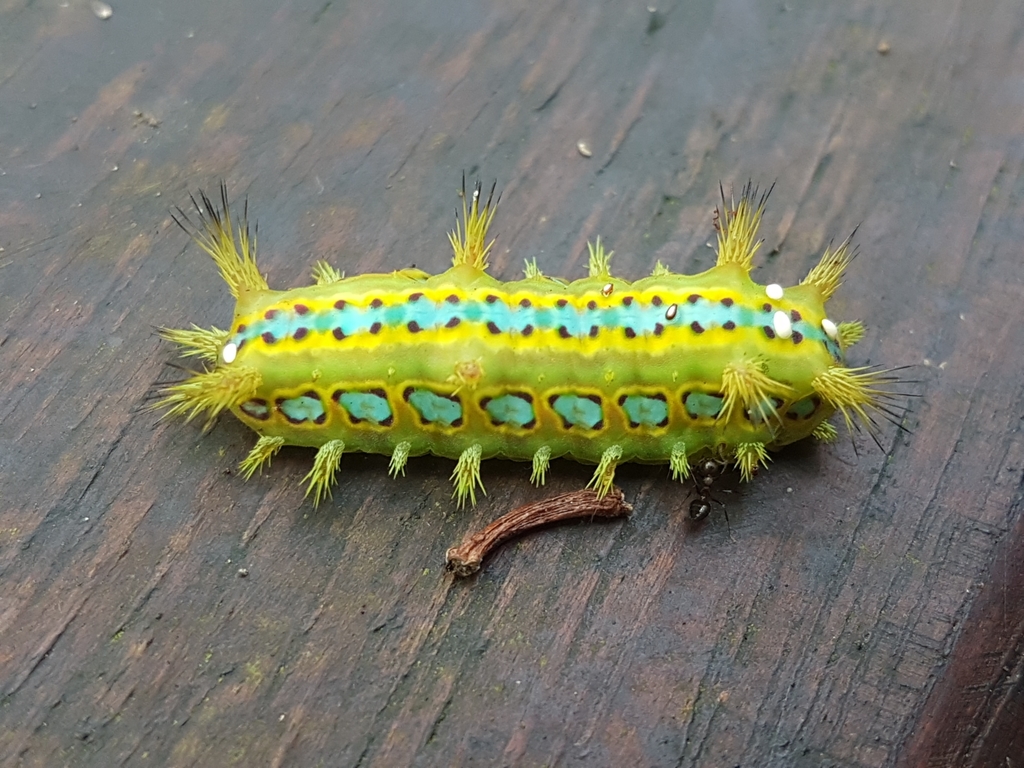 Setora postornata from 233台灣新北市烏來區信賢里 on July 2, 2019 at 09:54 AM by ...