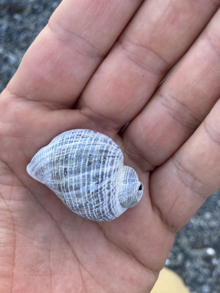 Dark Rock Shell from Ōwhiro Bay, Wellington, New Zealand on September ...