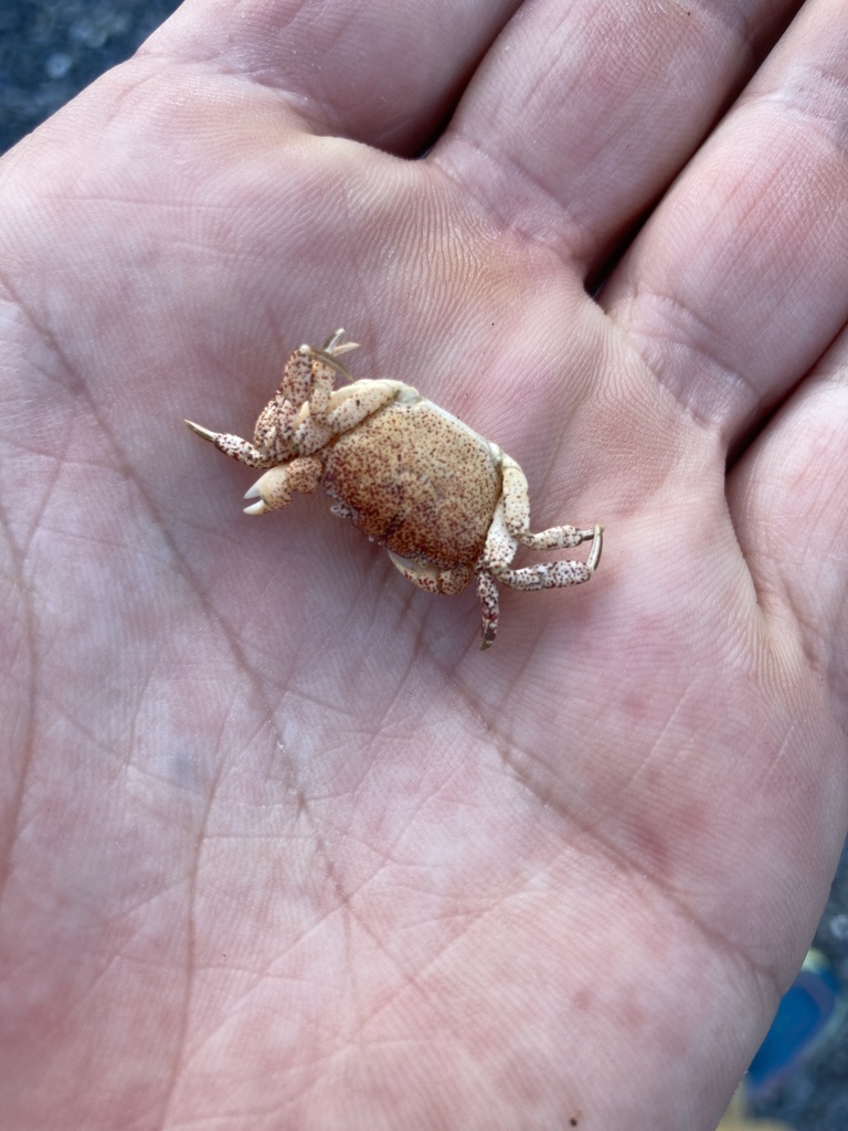 Smooth Shore Crab from Ōwhiro Bay, Wellington, New Zealand on September ...