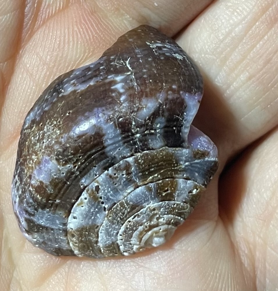 Purple Cone from Isla Pacheca, Provincia de Panamá, PA on September 29 ...